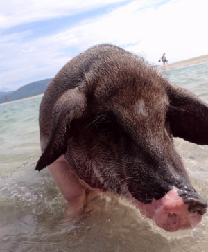 KOH SAMUI - Your ULTIMATE Travel Guide